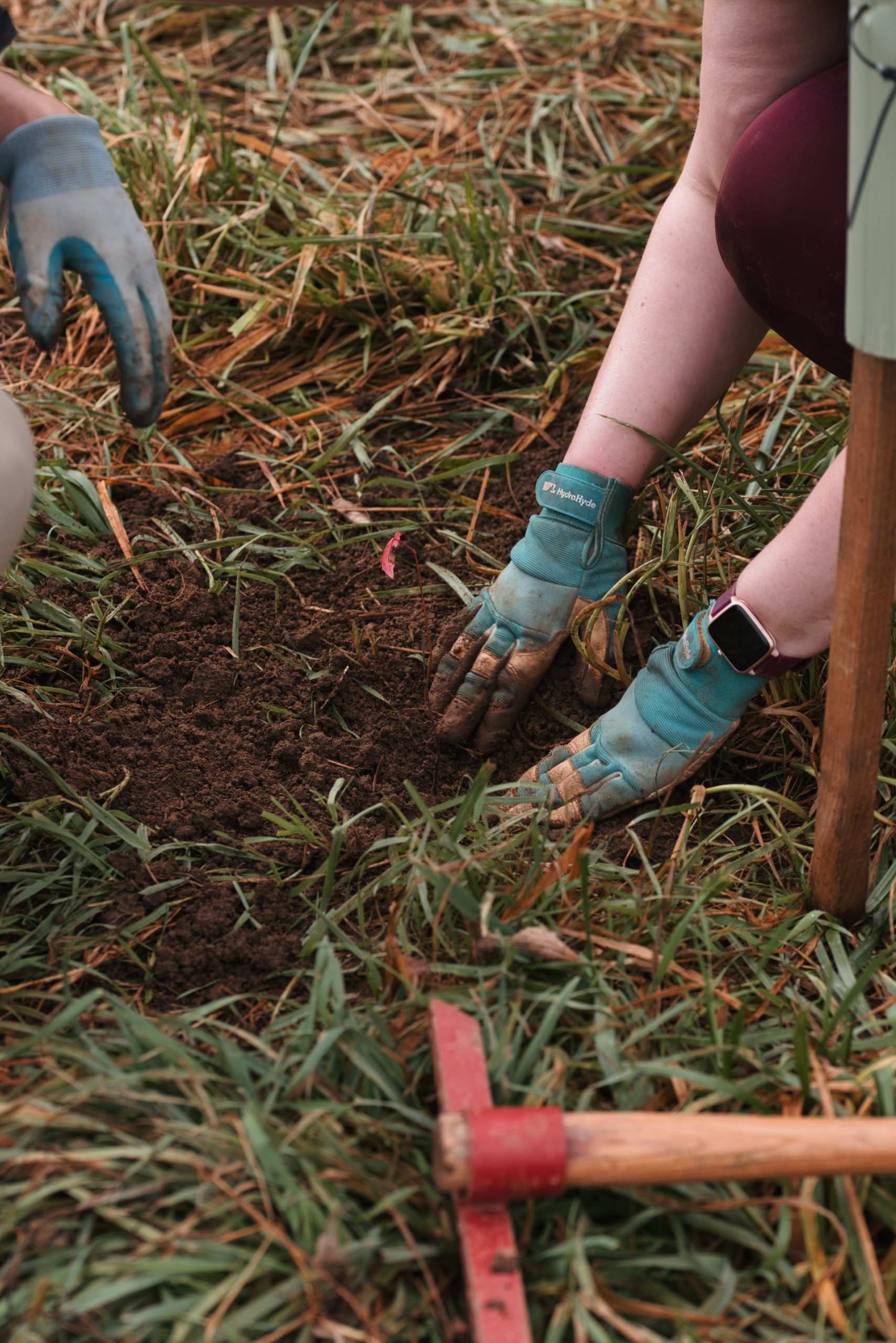 Tree Planting at Clermont Farm - Friday - The Piedmont Environmental ...