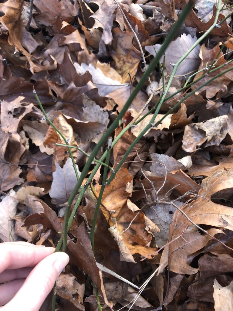 Greenbrier - Friend or Foe? - The Piedmont Environmental Council