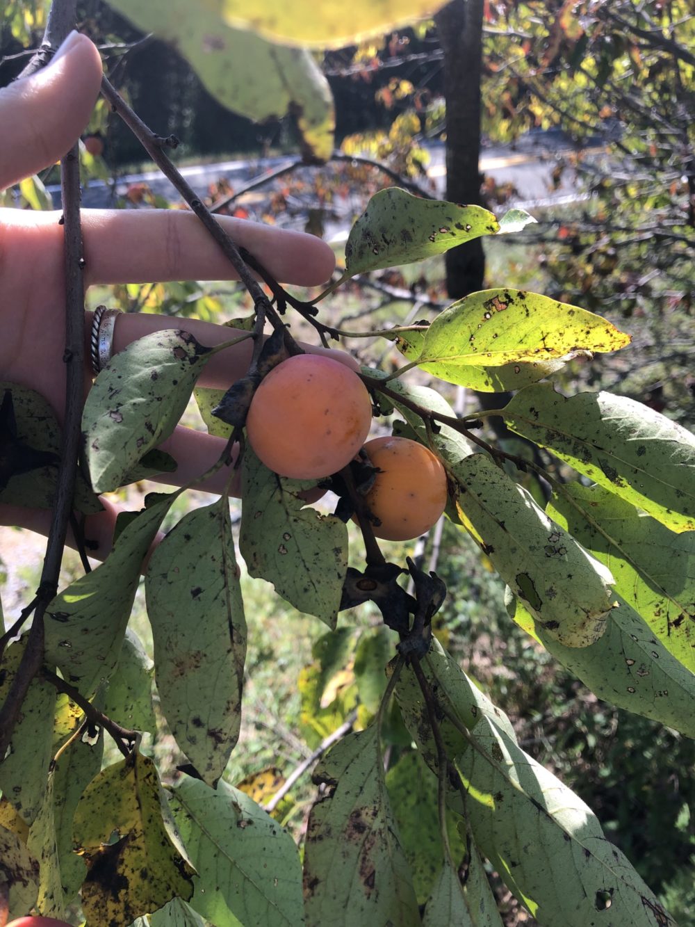 Fall’s Favorite Fruit: Persimmon – The Piedmont Environmental Council