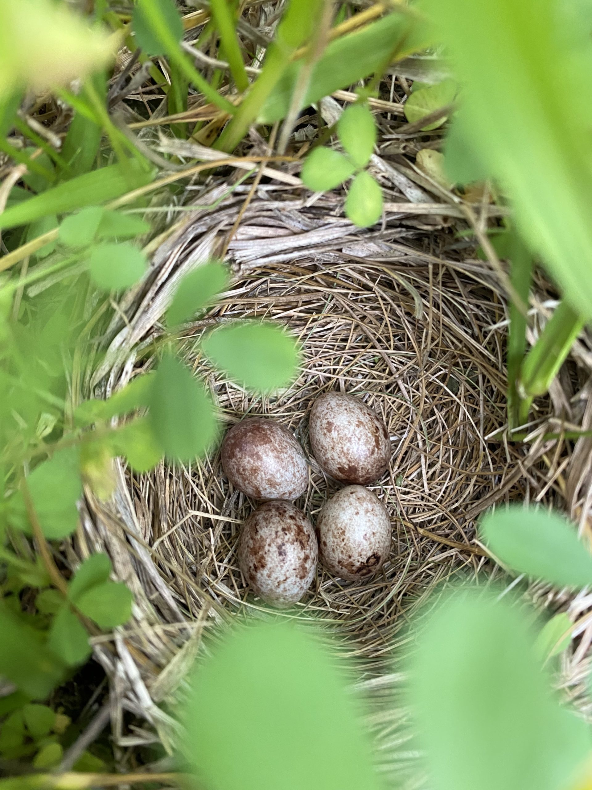 Ways to Support Grassland Birds - The Piedmont Environmental Council
