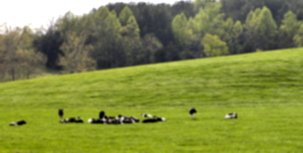 Conservation Open House in Etlan - The Piedmont Environmental Council