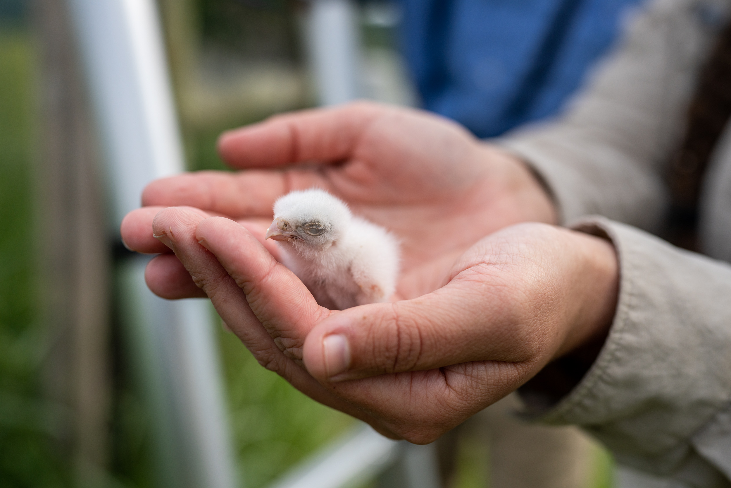 Video: Kestrel Banding with October Greenfield – The Piedmont ...