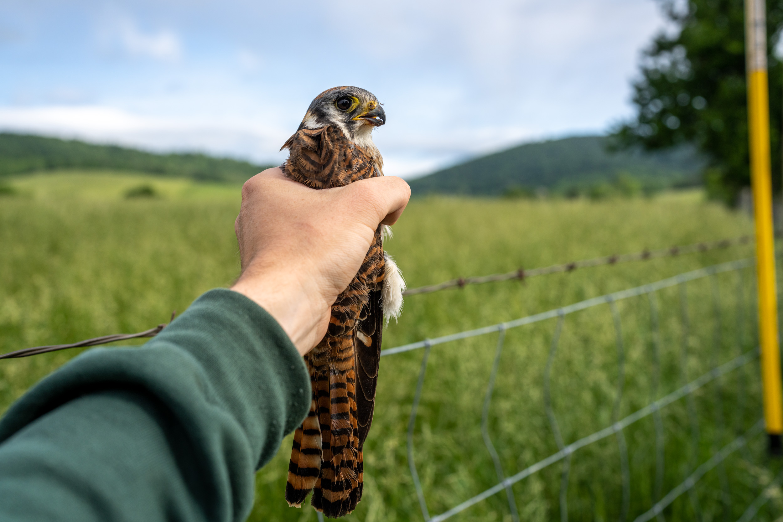Video: Kestrel Banding with October Greenfield – The Piedmont ...