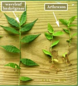 Section 2: Wavyleaf or an Imposter? – The Piedmont Environmental Council