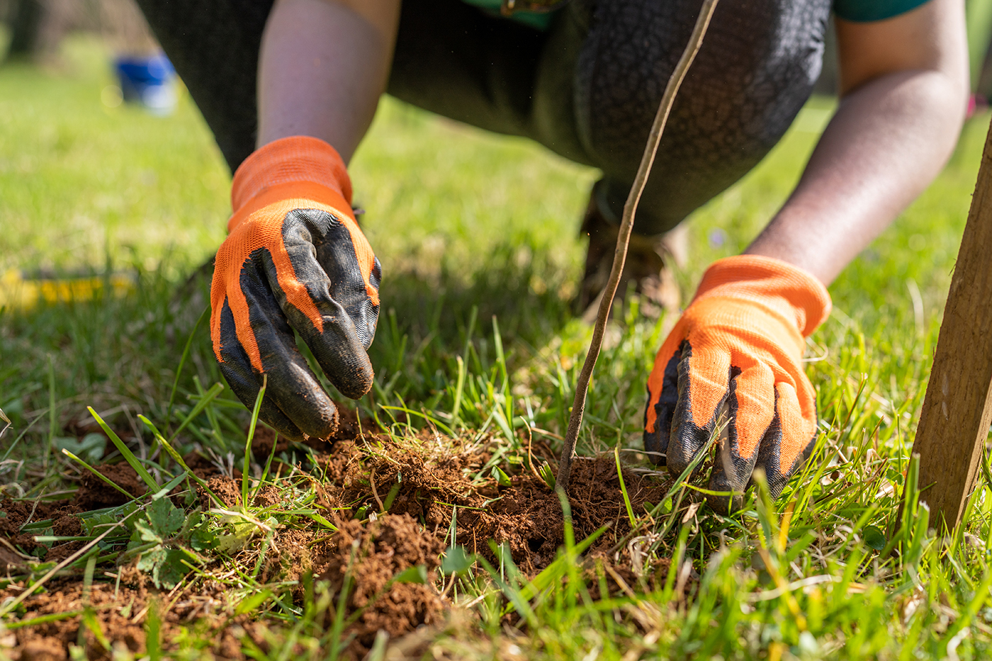 Calling Volunteers: White Post, Berryville tree plantings help make ...