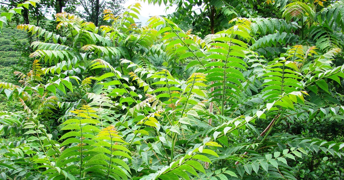 Invasive Species in Your Own Backyard – The Piedmont Environmental Council