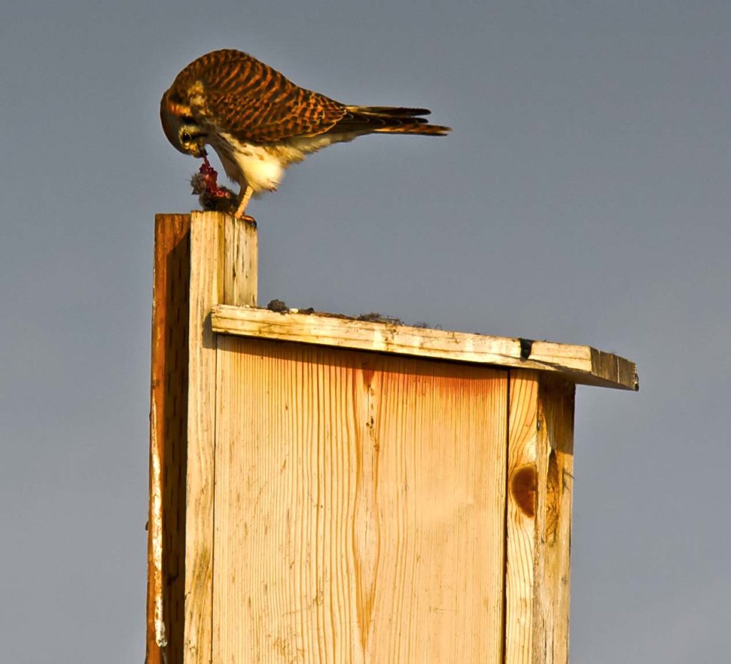 Building a Home for Wildlife: Houses, Nests, & More – The Piedmont ...
