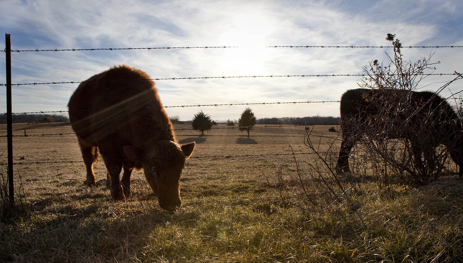 Julian Scheer Fauquier Land Conservation Fund - The Piedmont ...